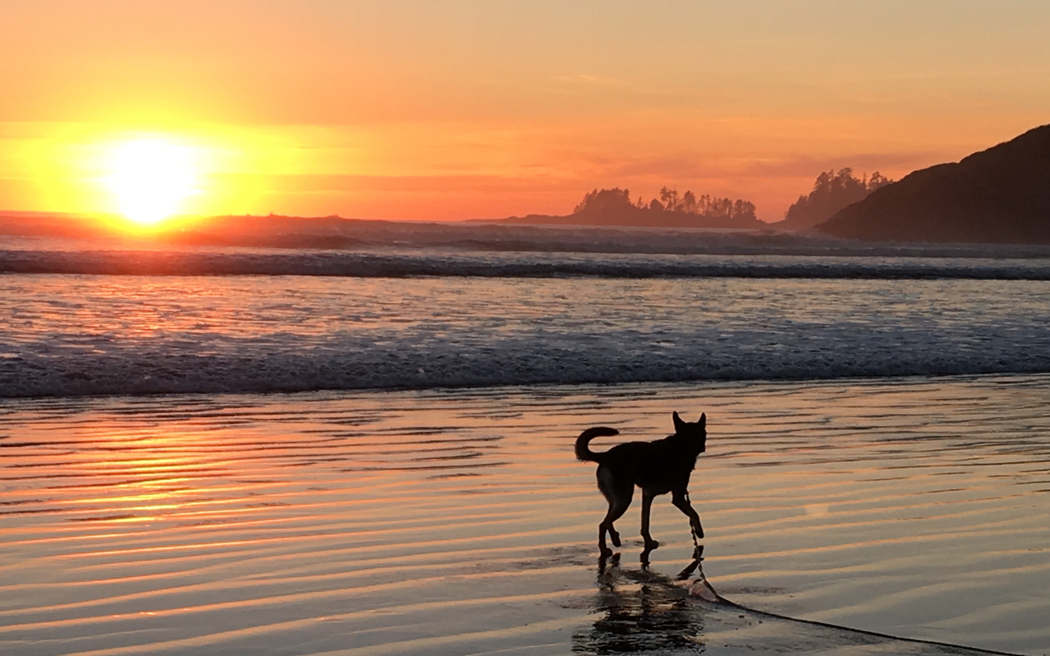 Scout came home… – OldPlaidCamper